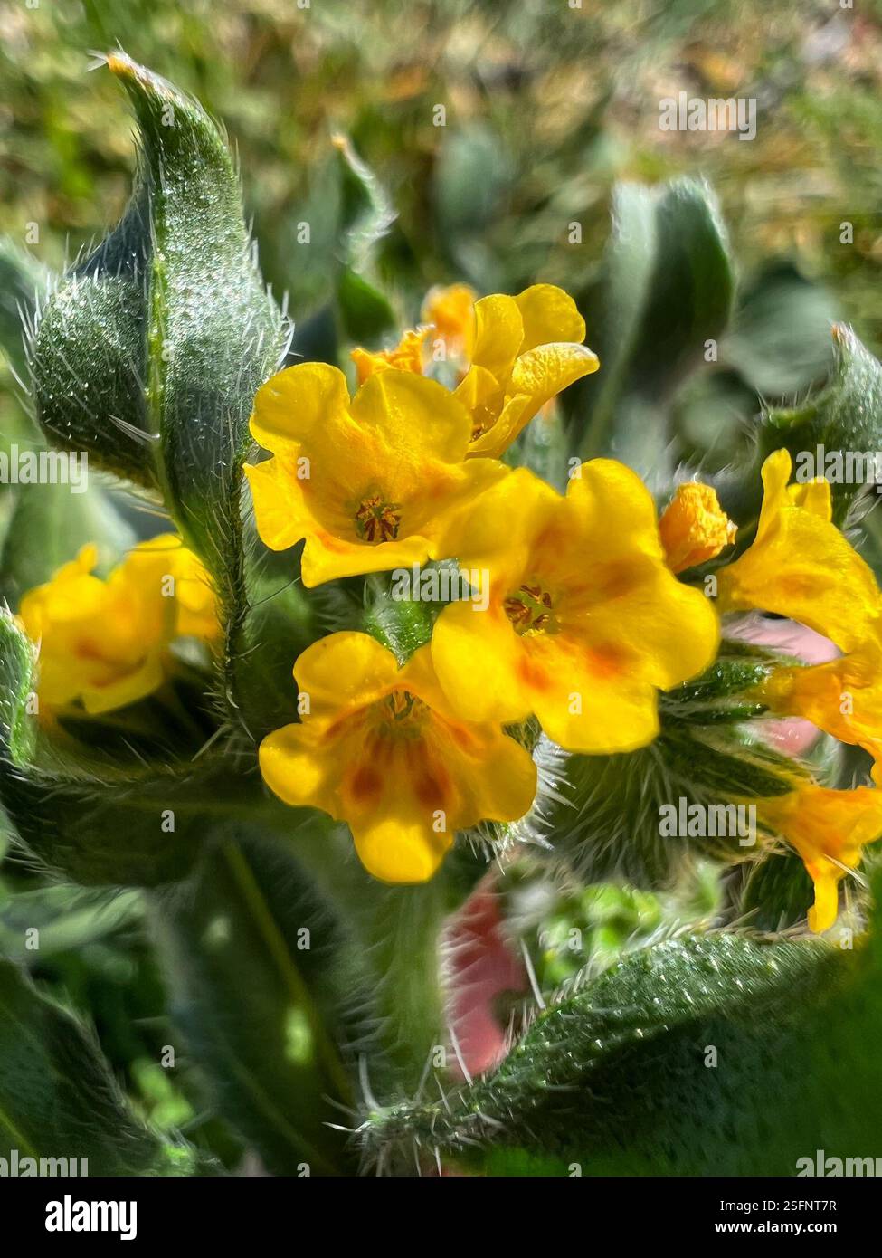 Common Fiddleneck (Amsinckia menziesii), Plantae, Riverside County, CA ...