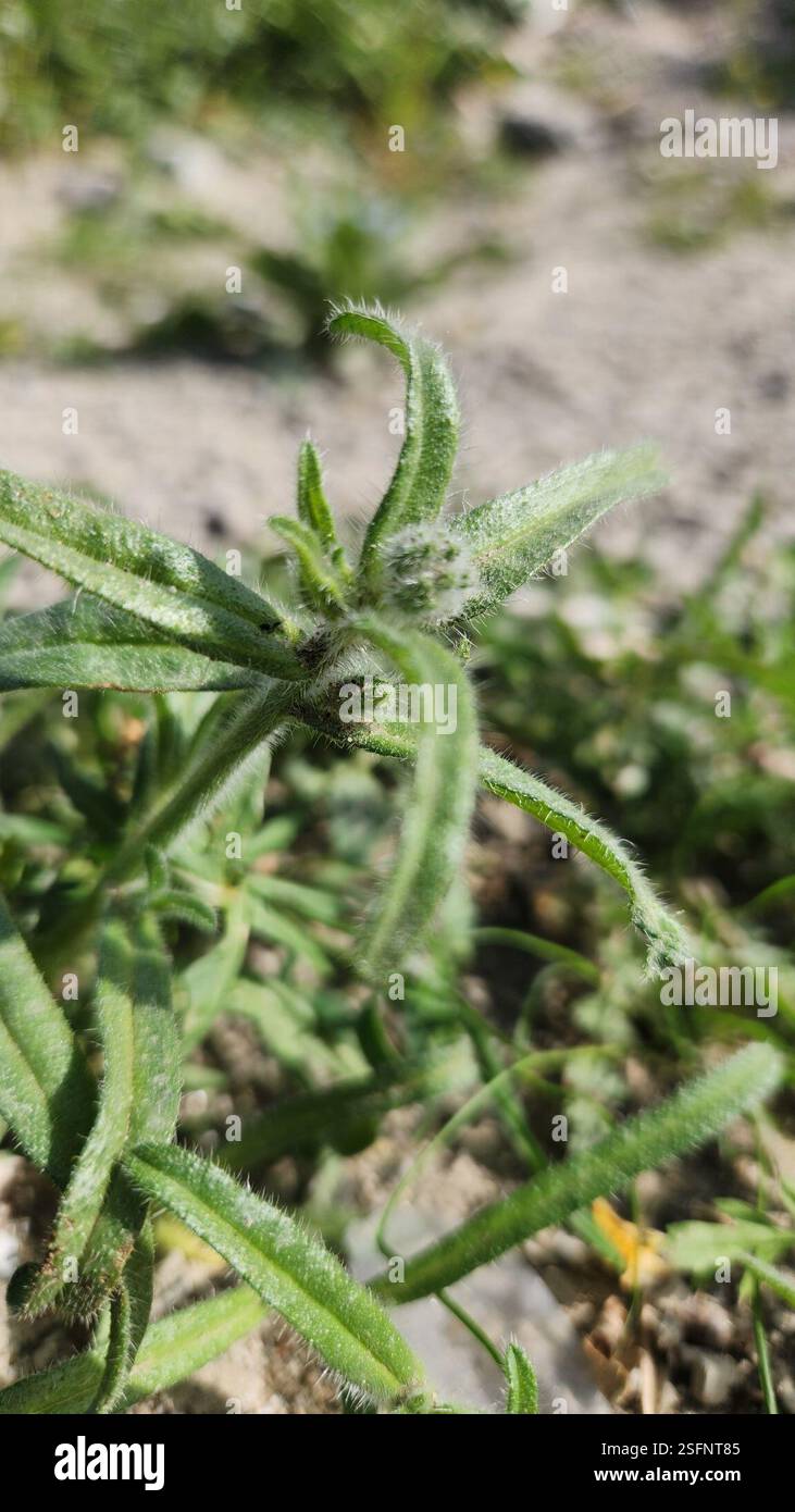 bearded cryptantha (Cryptantha barbigera), Plantae, Whitewater, CA ...