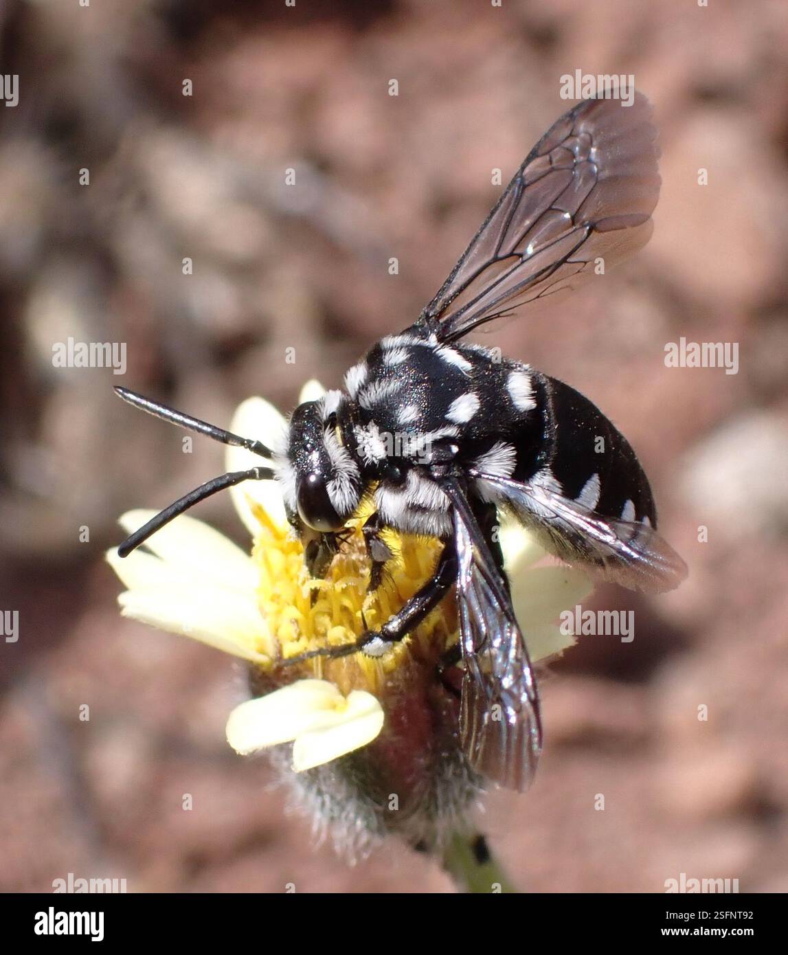 (Thyreus batelkai), Insecta, Santo Antão, Cape Verde, CV Stock Photo ...