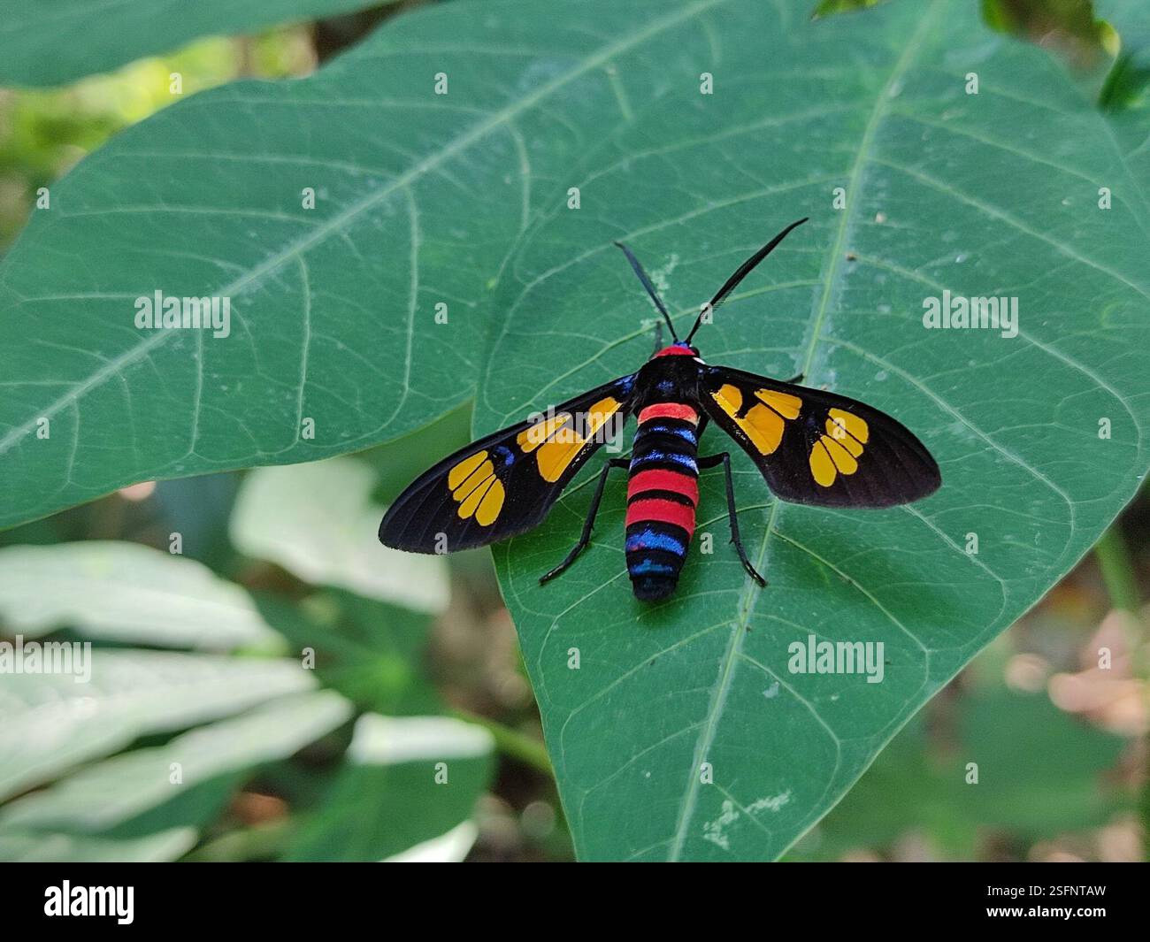 Painted Handmaiden Moth (Euchromia polymena), Insecta, Kumplampoika ...