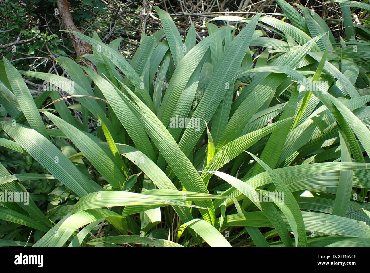 Broadleaf Bristlegrass (Setaria megaphylla), Plantae, Stentor 2 ...