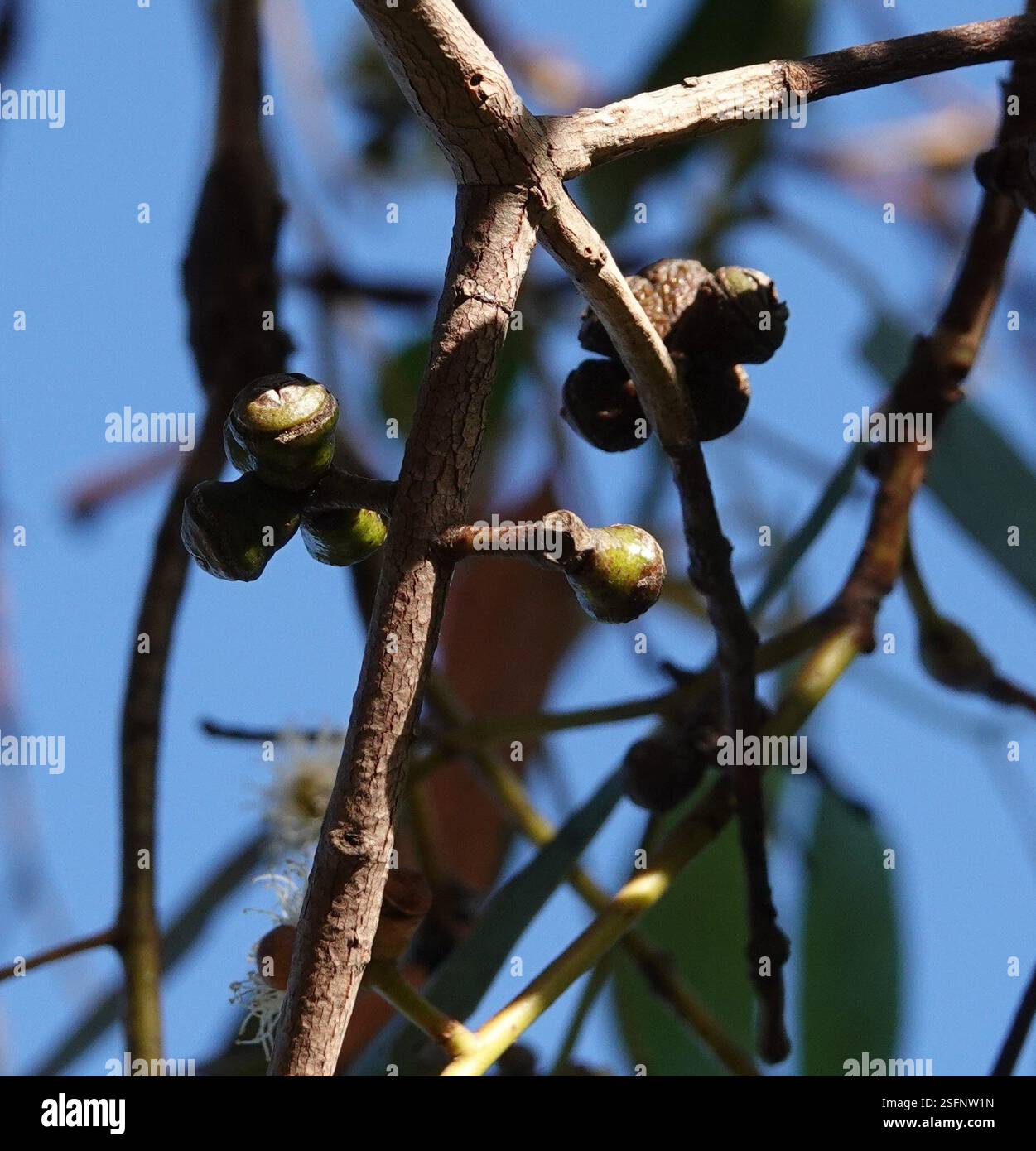 Mealy Stringybark (Eucalyptus cephalocarpa), Plantae, Heathmont VIC ...