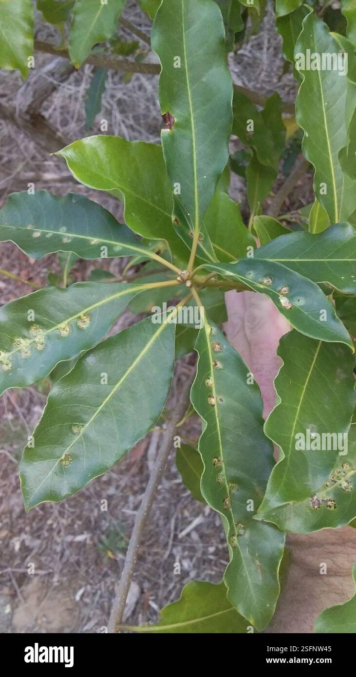 pittosporum leaf-gall fly (Phytoliriomyza pittosporophylli), Insecta ...