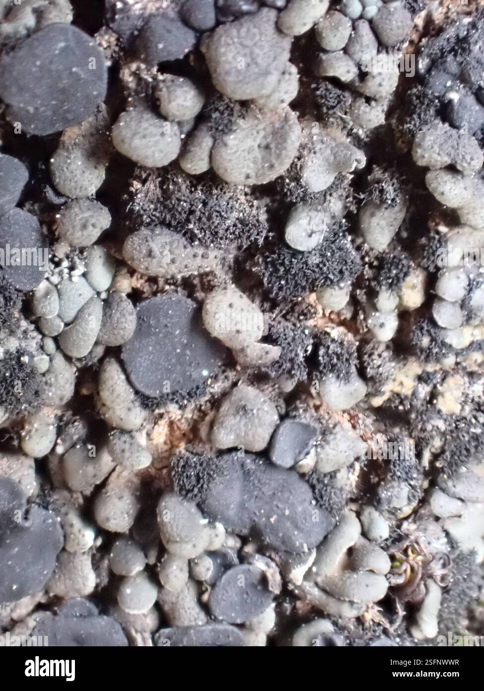 bushy lichens, sea-fog lichens, and allies (Ramalinaceae), Fungi, Santo ...
