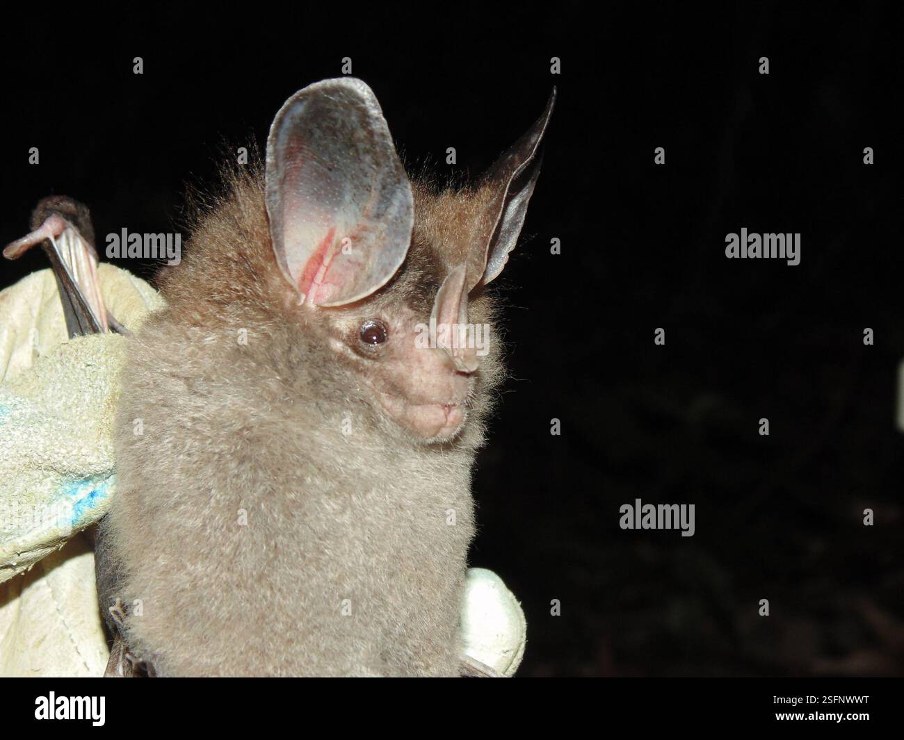 Big-eared Woolly Bat (Chrotopterus auritus), Mammalia, Urubici - SC ...