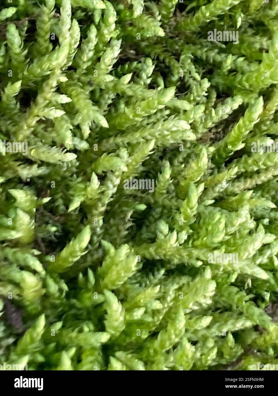 Waterside Feather Moss (Brachythecium rivulare), Plantae, Thames Path ...