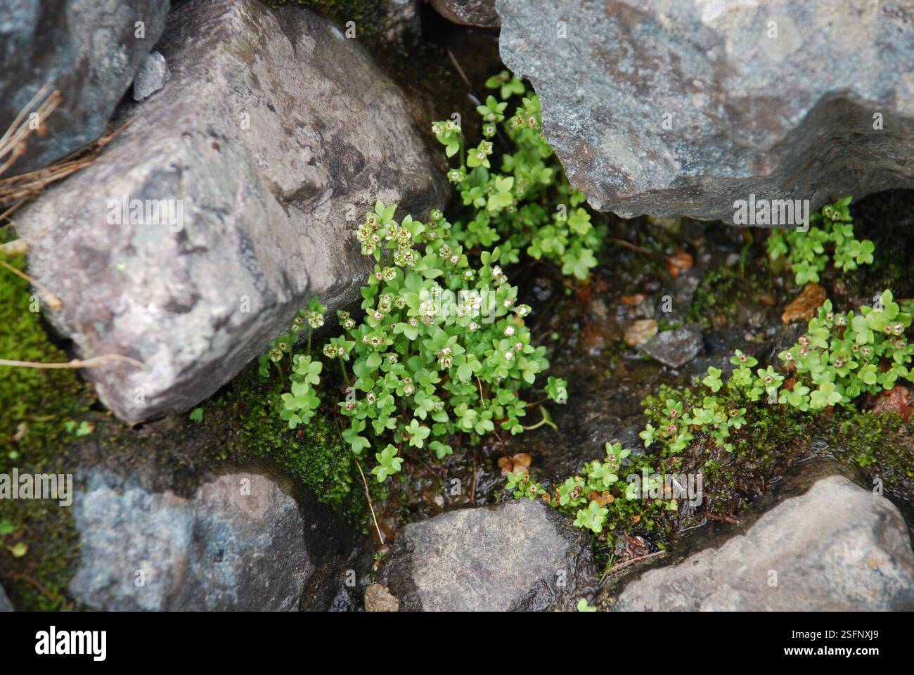 Pygmy Saxifrage (Saxifraga hyperborea), Plantae, Провиденский р-н ...