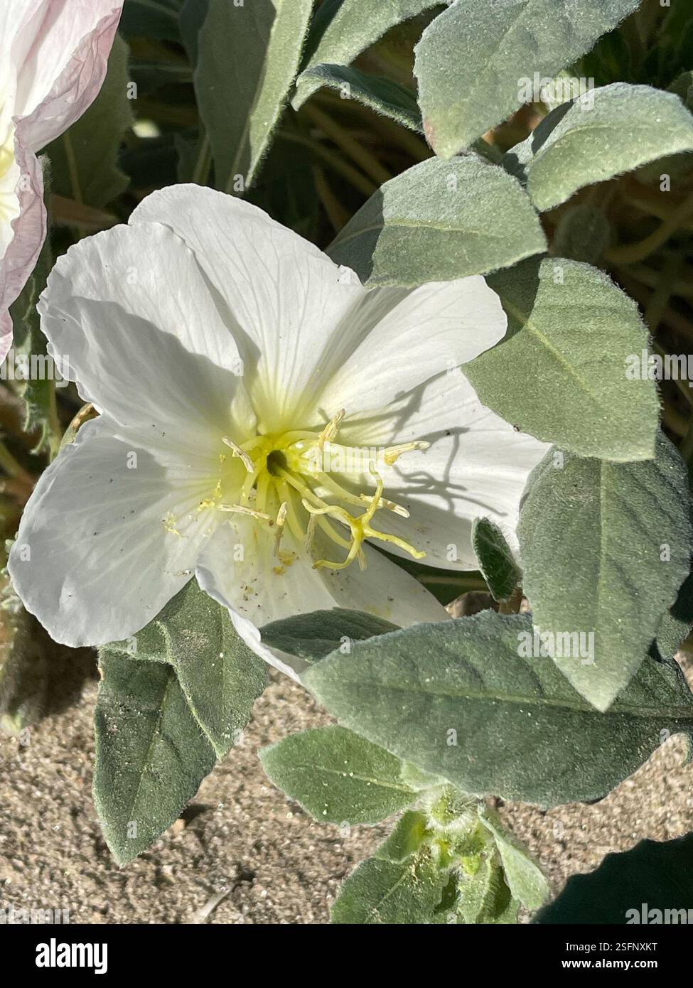 Annual Evening Primrose (Oenothera deltoides deltoides), Plantae ...