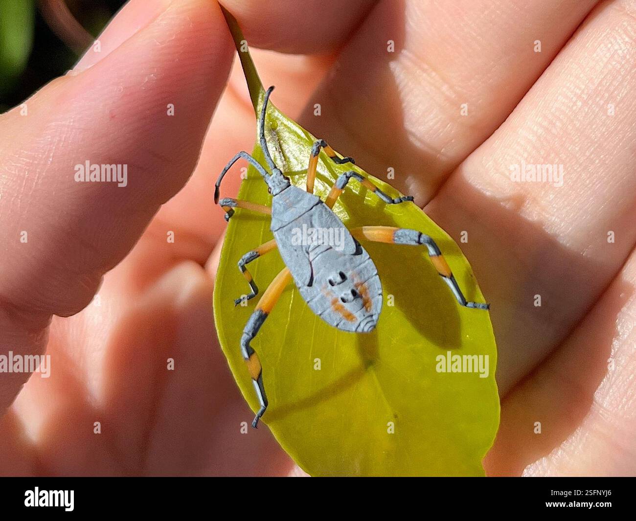 Common Gum-tree Bug (Amorbus robustus), Insecta, Russell St ...