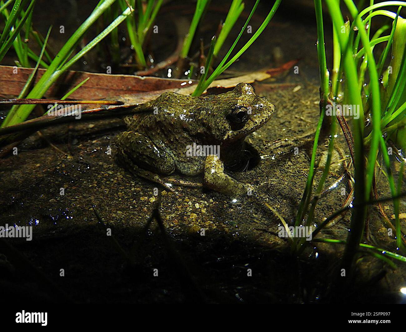 Common Eastern Froglet (Crinia signifera), Amphibia, Hobart TAS ...