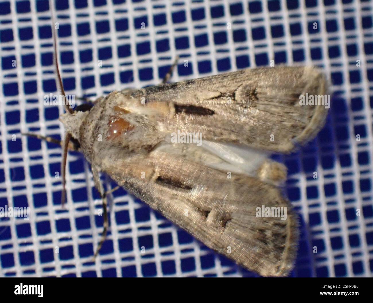 Gregson's Dart (Agrotis spinifera), Insecta, Santo Antão, Cape Verde ...