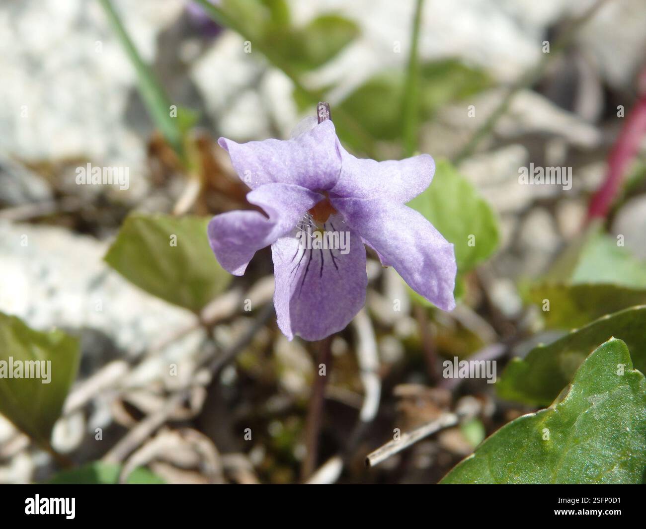 dwarf marsh violet (Viola epipsiloides), Plantae, Провиденский р-н ...
