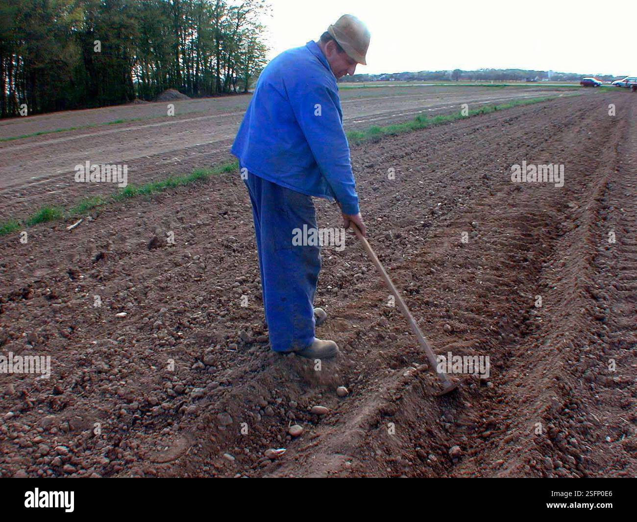 potato seeding and cultivation on a field the in spring potato seeding ...