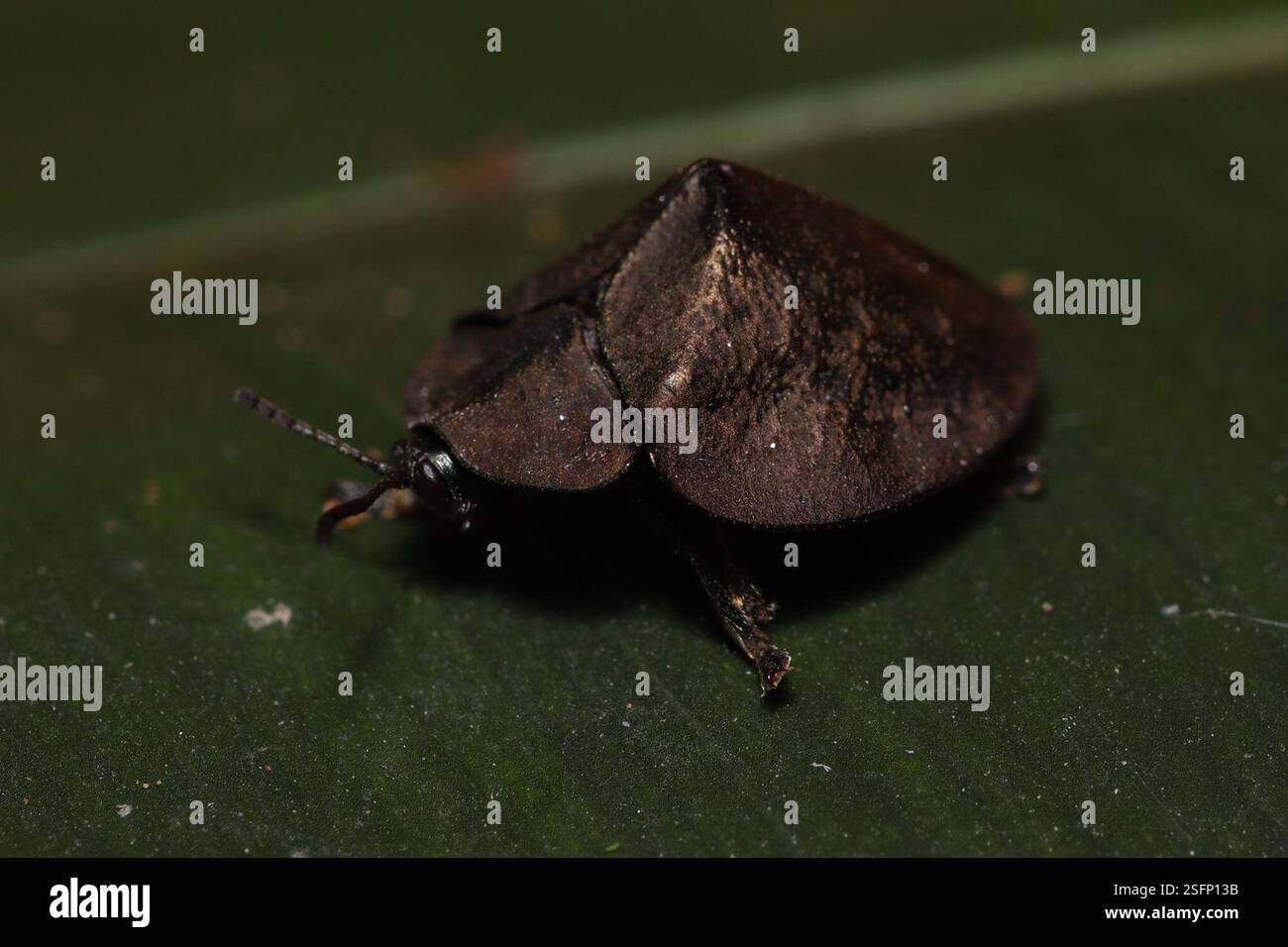 (Stolas antiqua), Insecta, Araçariguama, SP, 18147-000, Brasil Stock ...