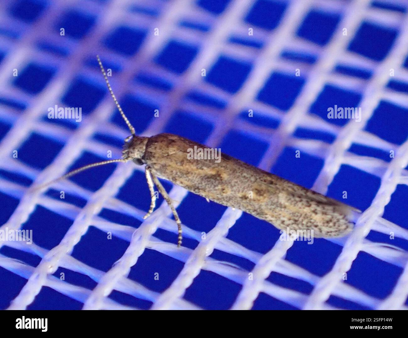 (Tuta absoluta), Insecta, São Vicente, Cape Verde, CV Stock Photo - Alamy