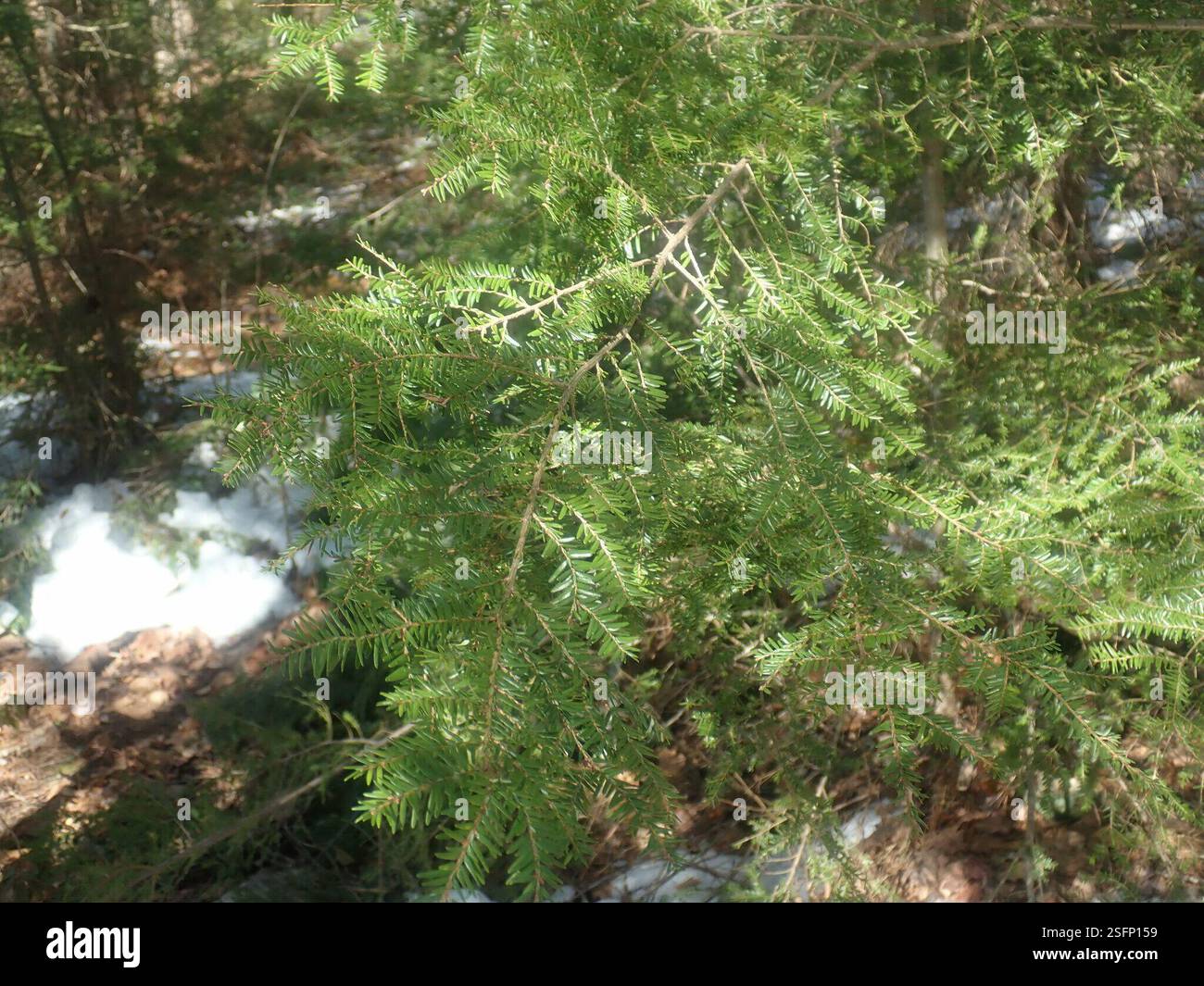eastern hemlock (Tsuga canadensis), Plantae, Warwick, MA, USA Stock ...