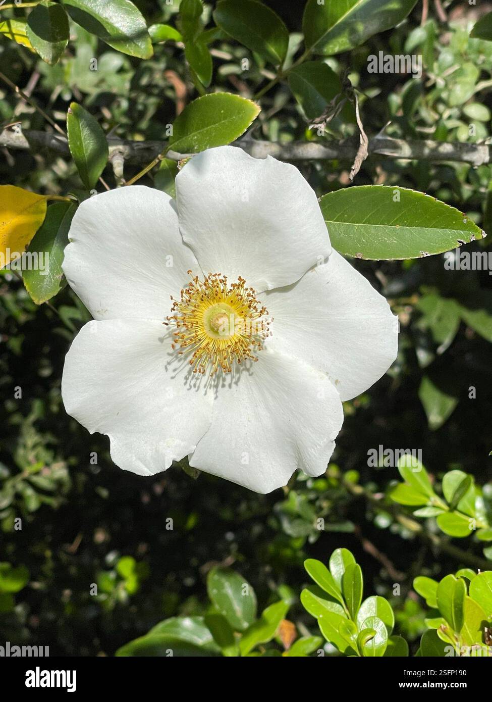 Cherokee rose (Rosa laevigata), Plantae, Chaires Cross Rd, Tallahassee ...