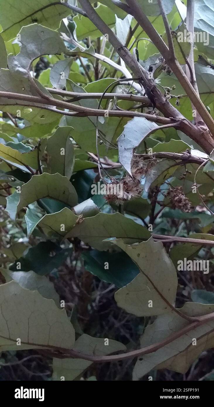 Common tree daisy (Olearia arborescens), Plantae, Stratford 4391, New ...