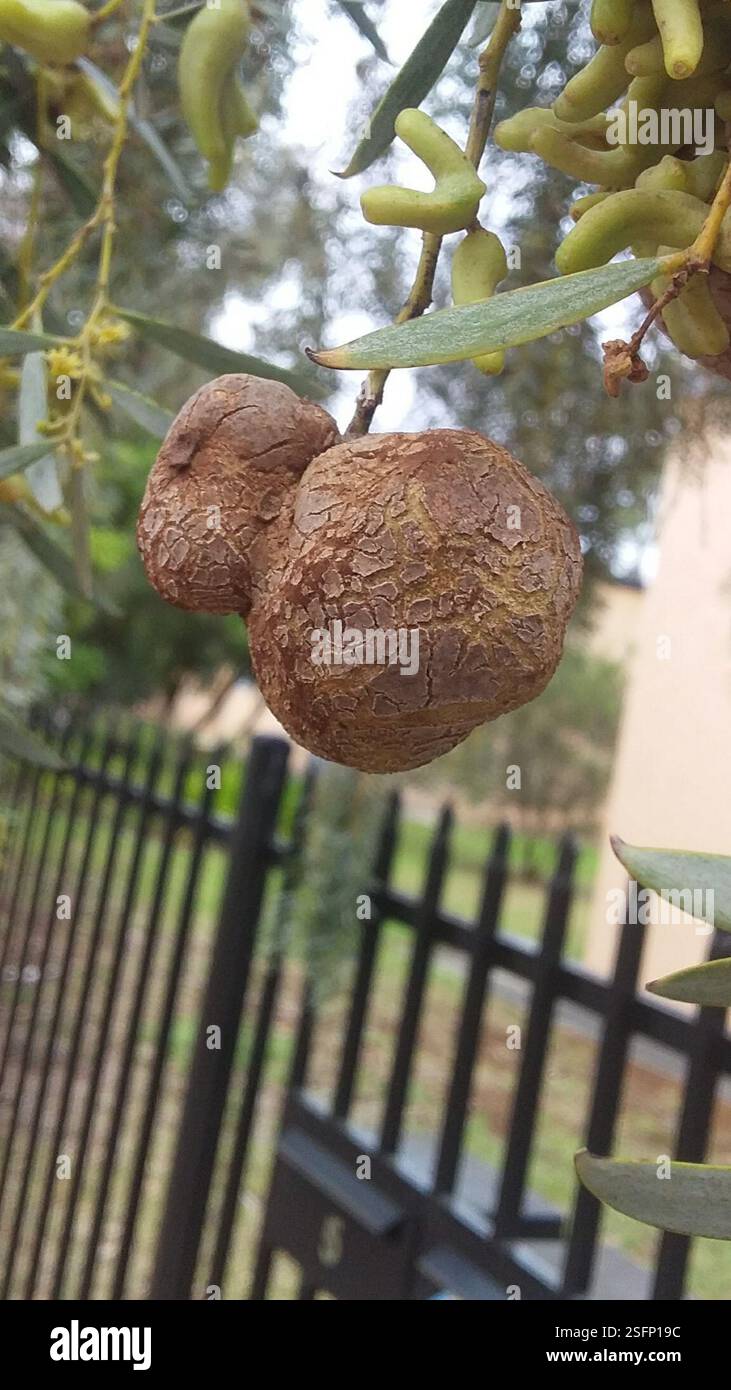 wattle gall rusts (Uromycladium), Fungi, Ascot Park SA 5043, Australia ...