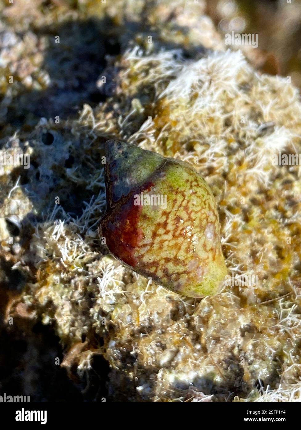 Rustic Dove-shell (Columbella rustica), Mollusca, Puerto de Campos ...