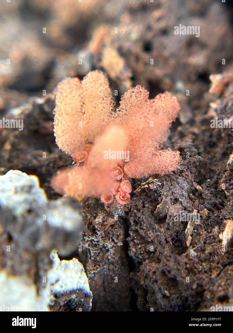 (Arcyria), Protozoa, Morro Bay State Park, Morro Bay, CA, US Stock ...