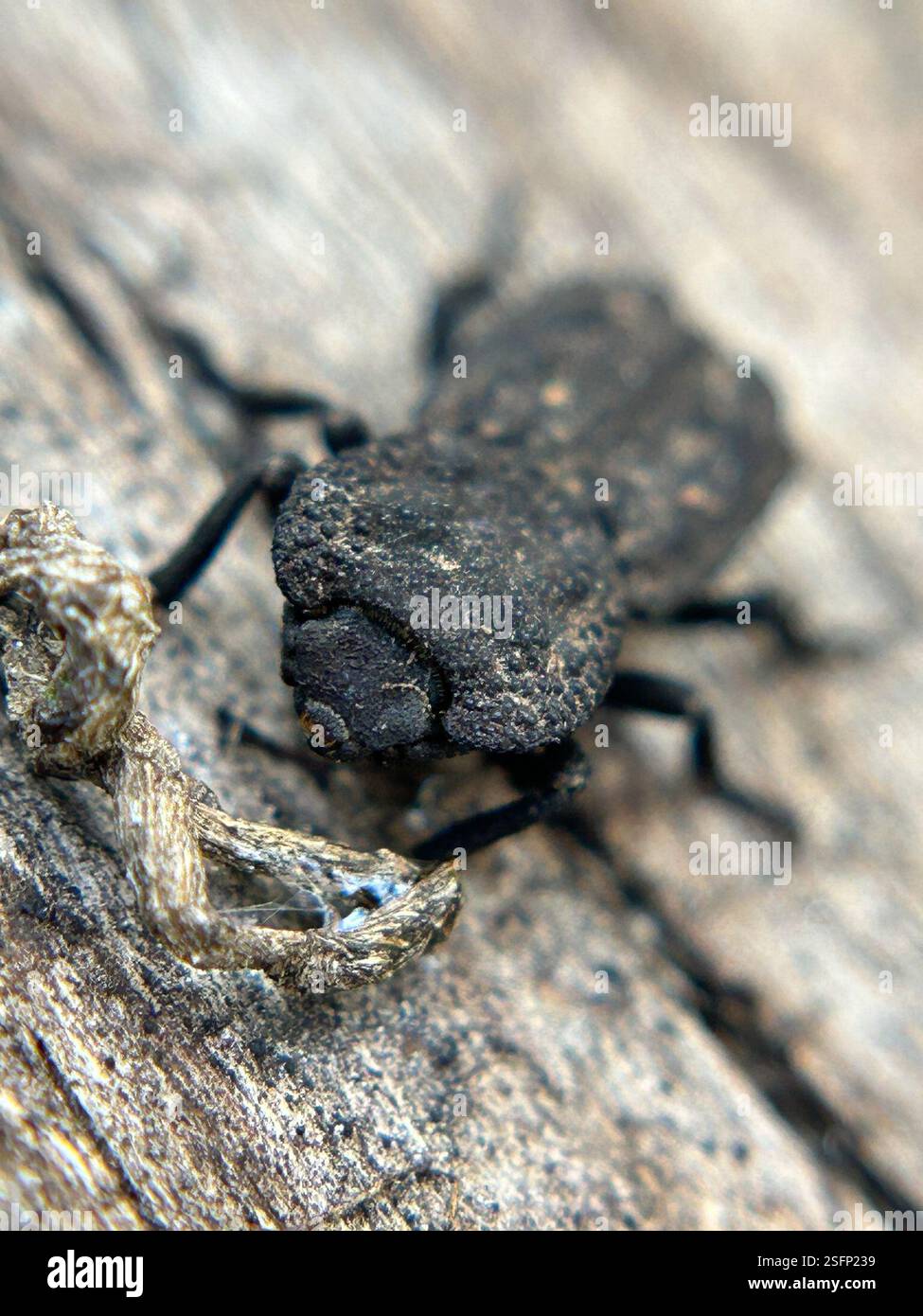 Wrinkled Ironclad Beetle (Phloeodes plicatus), Insecta, Broderson Ave ...