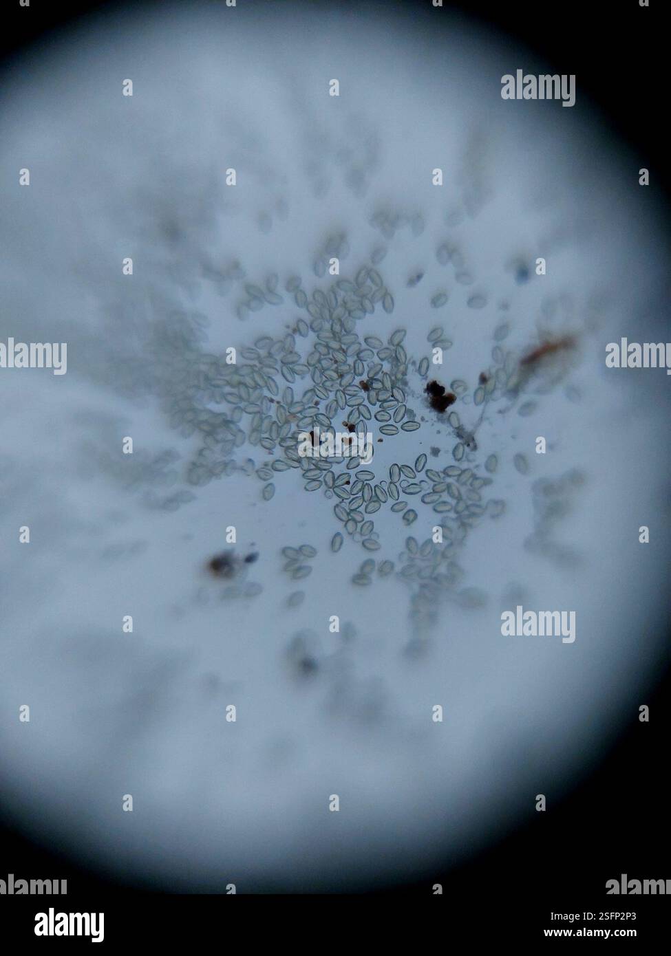 creeping false-holly (Jaltomata procumbens), Plantae, La Pitaya, 91612 ...