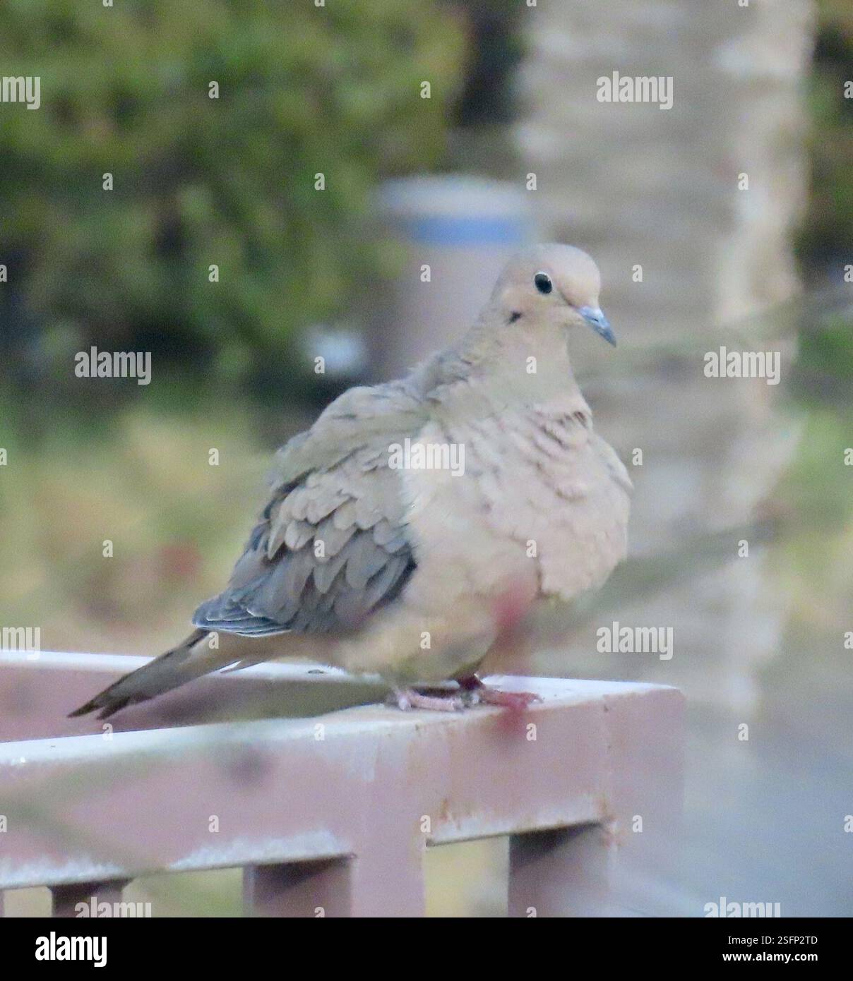 Mourning Dove (Zenaida macroura), Aves, Signal Ct, Palm Desert, CA, US ...