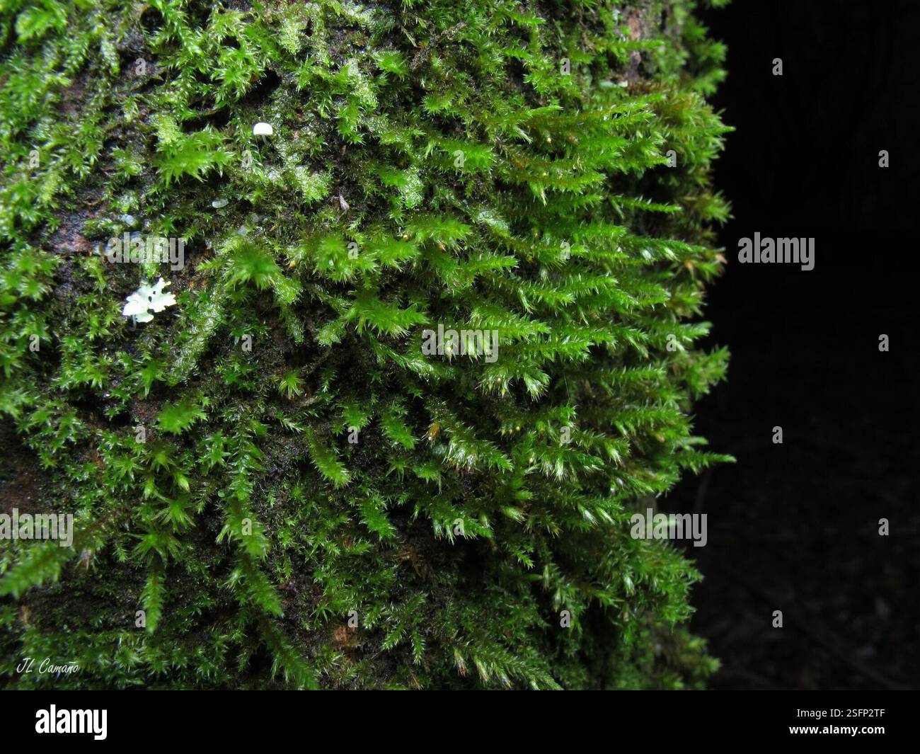 Lateral Cryphaea (Cryphaea heteromalla), Plantae, Universidad de Vigo ...