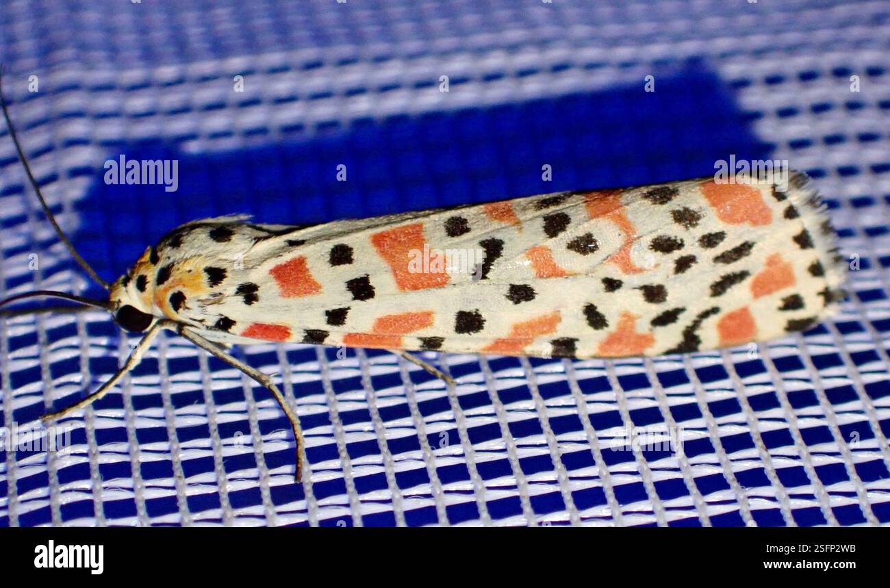 Crimson-speckled Flunkey (Utetheisa pulchella), Insecta, Santo Antão ...