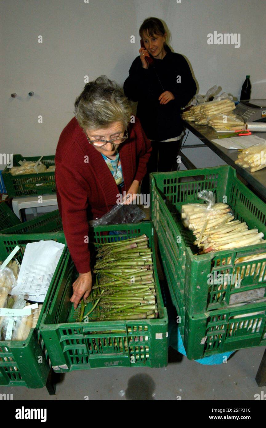 sorting freshly harvested asparagus in a box before packaging for ...