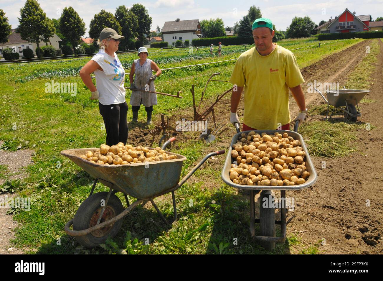 seasonal workers helping at the potato harvest on the field seasonal ...