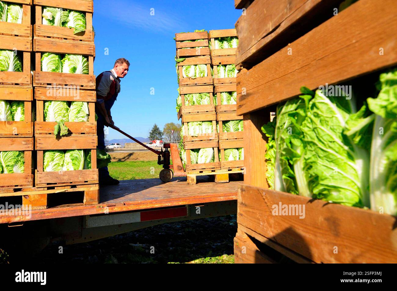 Preparing chinese cabbage for transportation, logistics in vegetable growing and farming ...