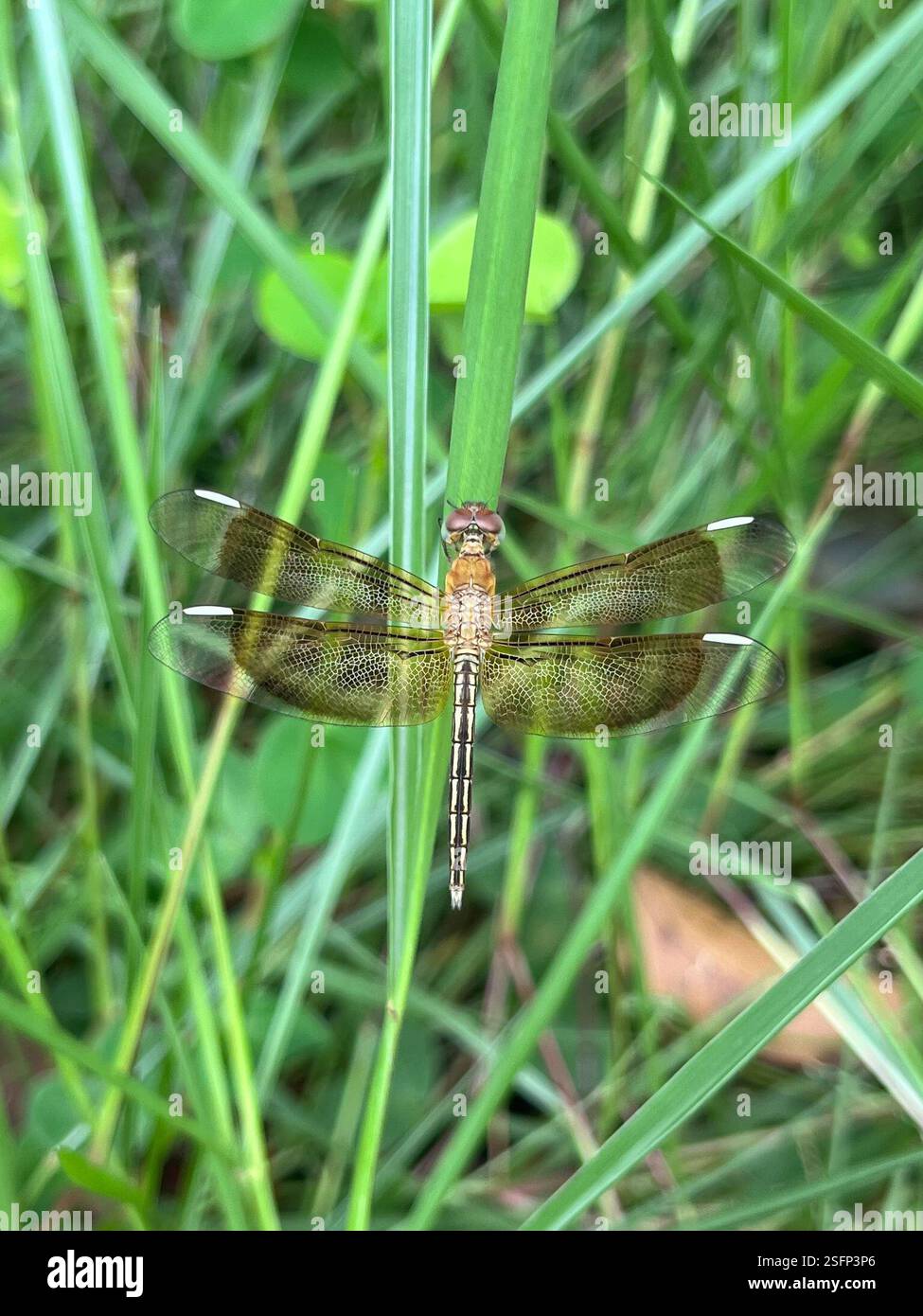 Painted Grasshawk (Neurothemis stigmatizans), Insecta, Bruce Highway ...