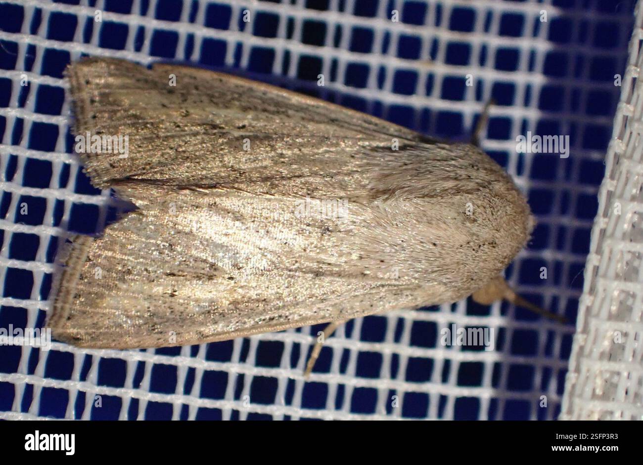 Wainscot Moths (Leucaniini), Insecta, Santo Antão, Cape Verde, CV Stock ...