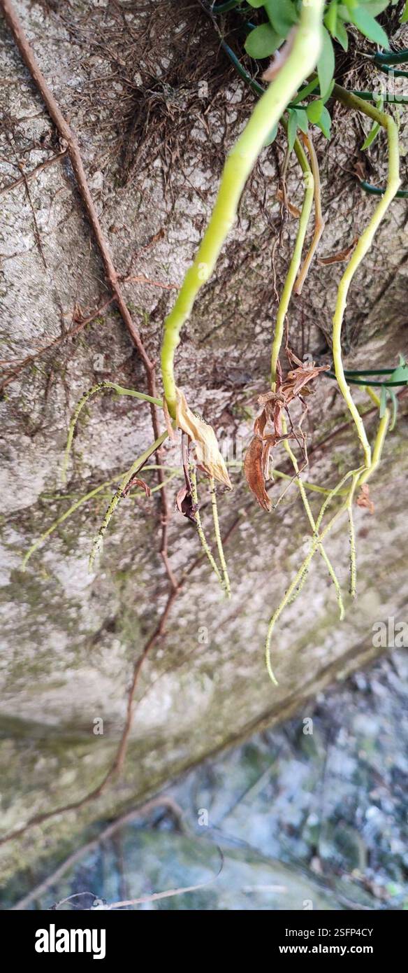 radiator plants (Peperomia), Plantae, 48259 Jal., México Stock Photo ...