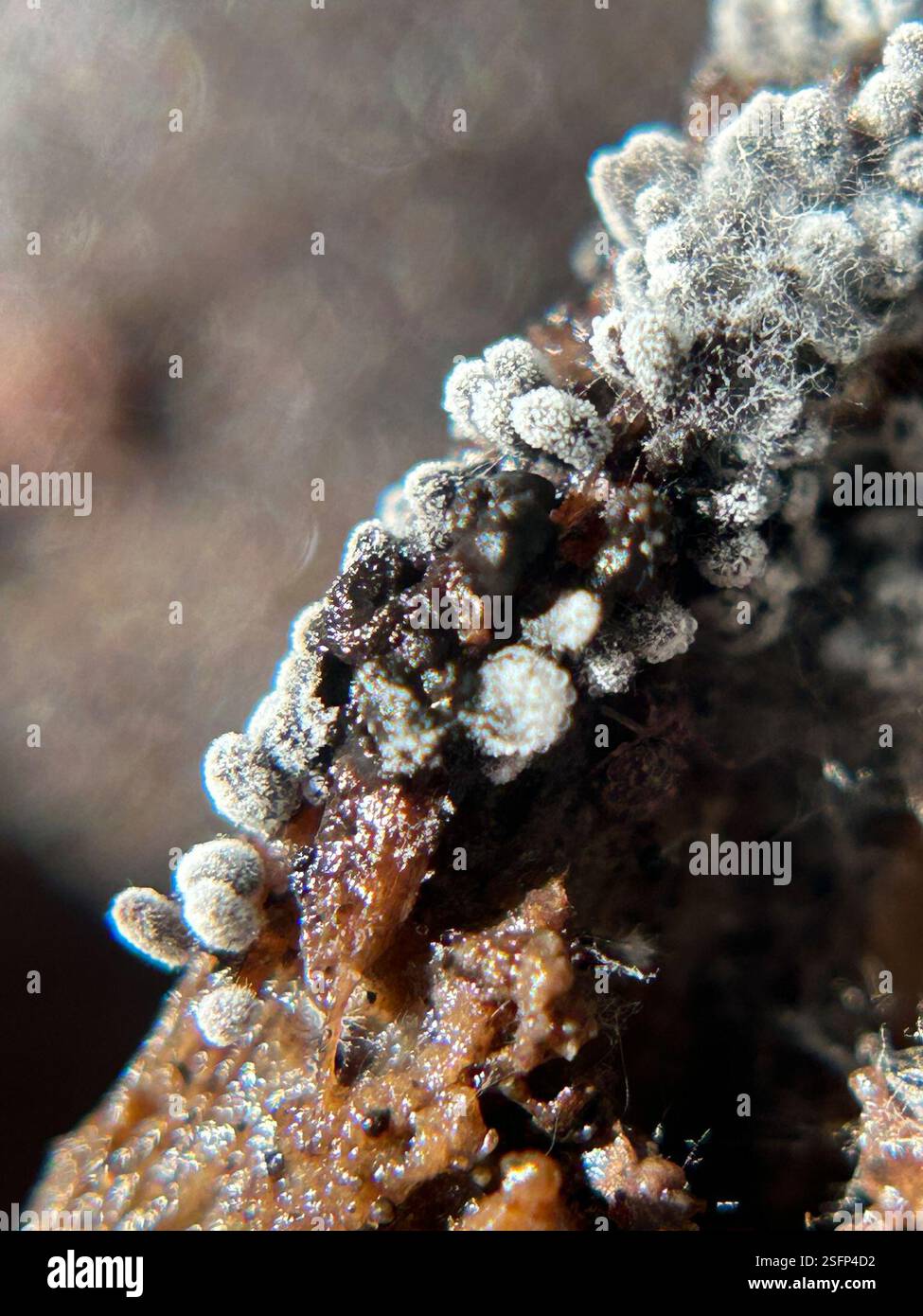 slime molds (Mycetozoa), Protozoa, Los Osos Oaks State Natural Reserve ...