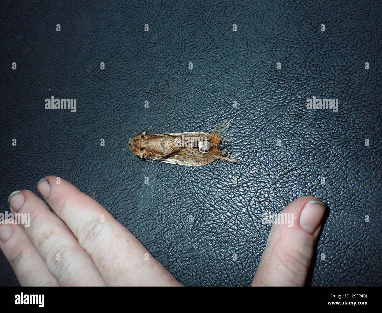 Butterflies and Moths (Lepidoptera), Insecta, Lahad Datu, Sabah ...