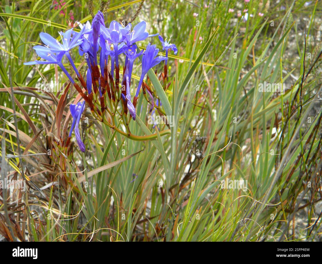 Splendid Bushiris (Nivenia stokoei), Plantae, Palmiet river trail ...