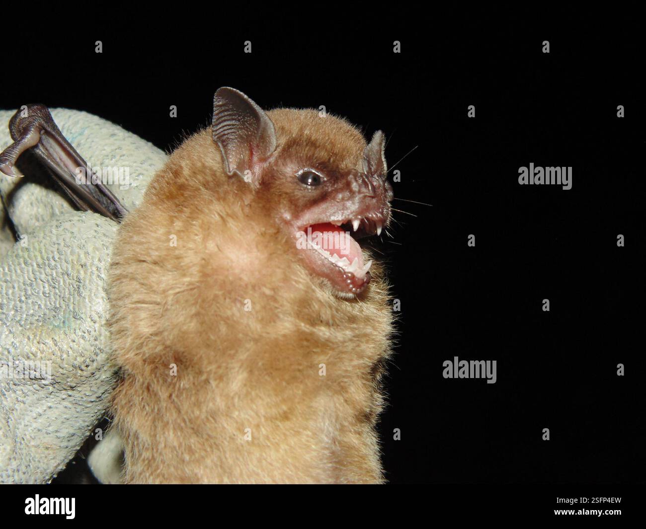 Little Yellow-shouldered Bat (Sturnira lilium), Mammalia, Urubici - SC ...