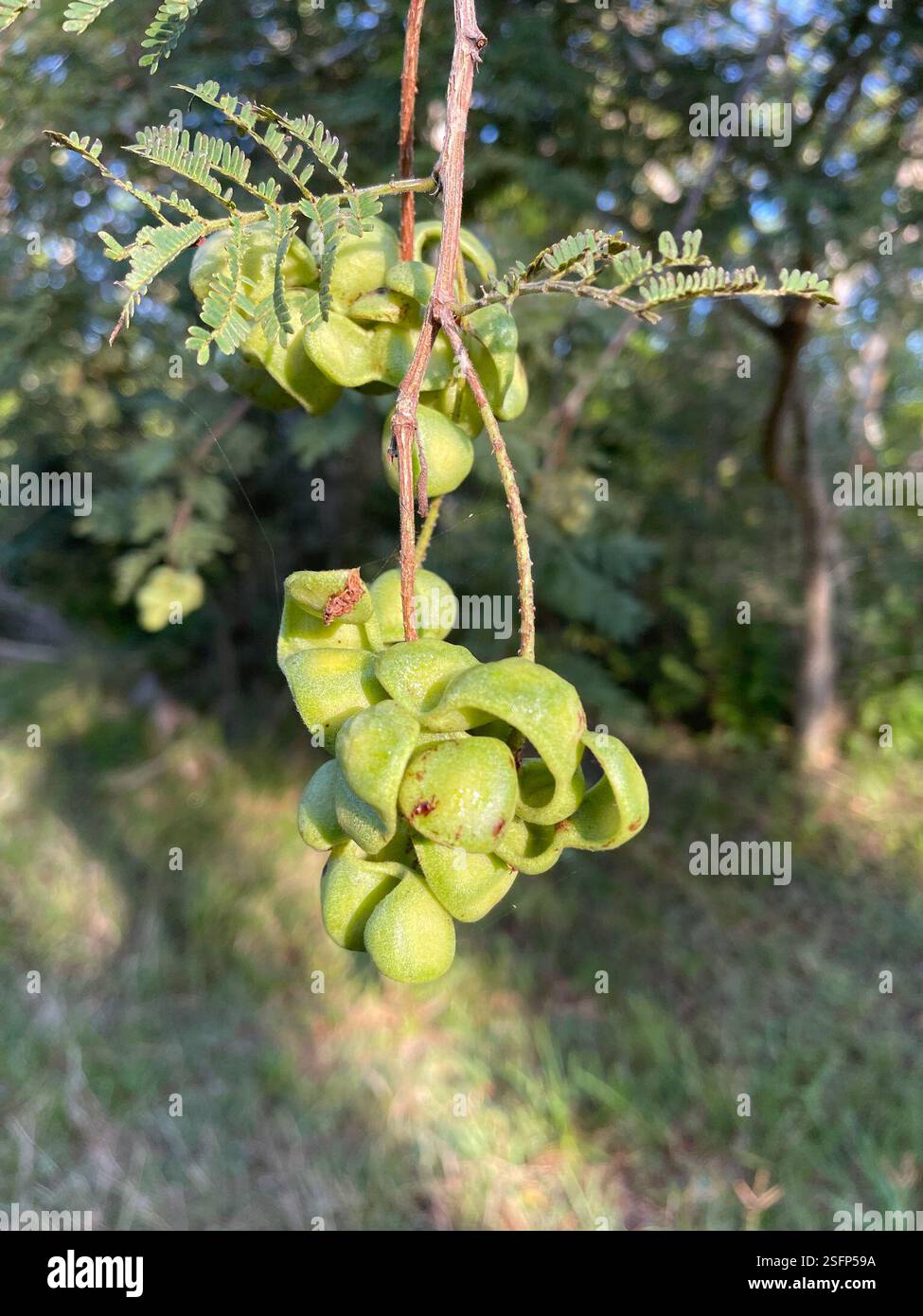 aroma (Dichrostachys cinerea), Plantae, Pinar del Río, CU, Aroma ...