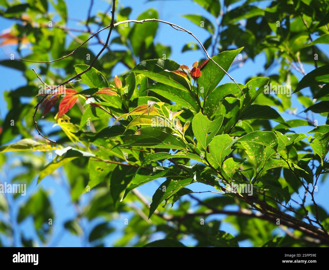 Nilgiri elm (Celtis tetrandra), Plantae, 台灣新北市 Stock Photo - Alamy