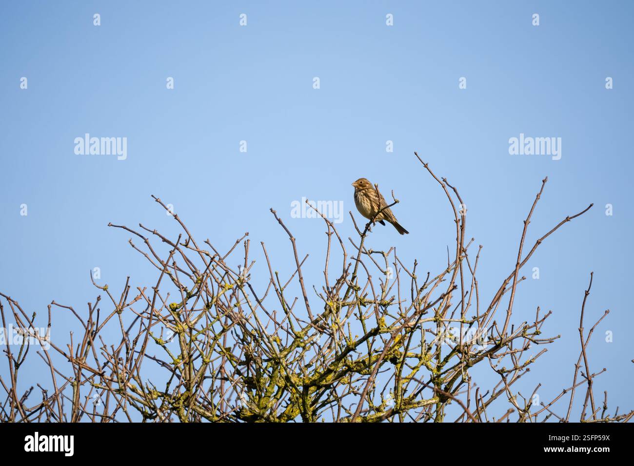 close-up of a Corn buntings (Emberiza calandra) high in a winter tree ...