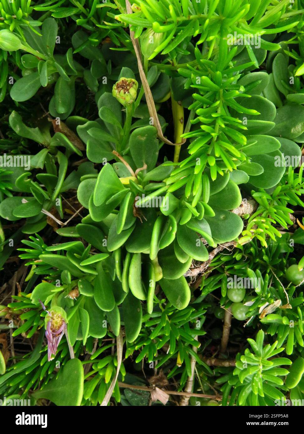 trailing African daisy (Dimorphotheca fruticosa), Plantae, Leisure ...