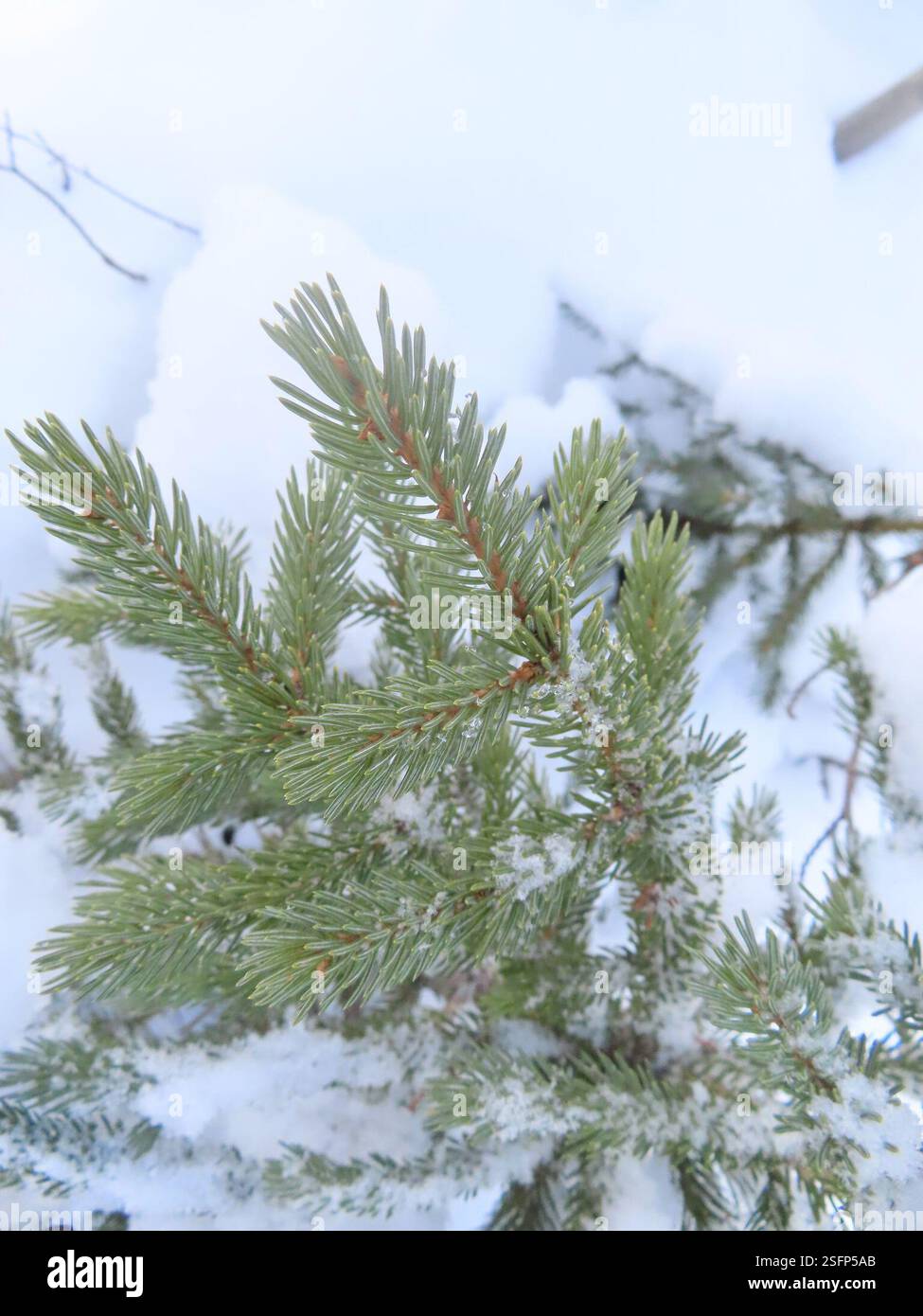 Engelmann spruce (Picea engelmannii), Plantae, Summit, Colorado, United ...