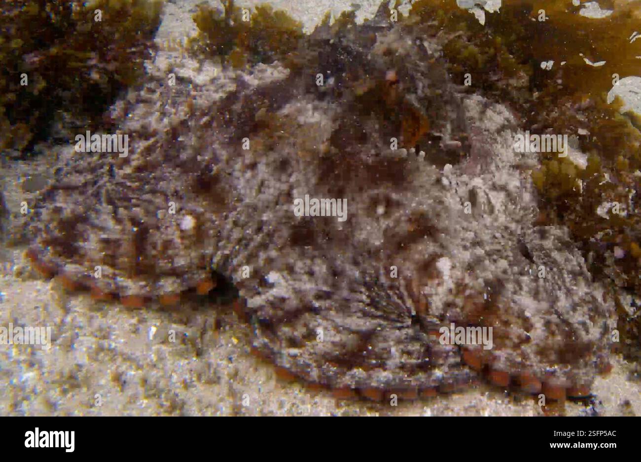 Common Sydney Octopus (Octopus tetricus), Mollusca, Gordons Bay, Coogee ...
