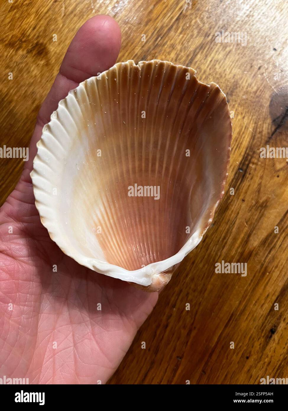 Giant Atlantic Cockle (Dinocardium robustum), Mollusca, Little Hickory ...