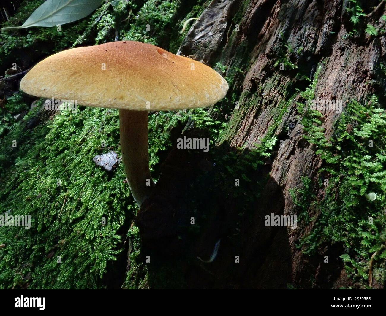 Common Rustgill (Gymnopilus penetrans), Fungi, Ehlanzeni District ...