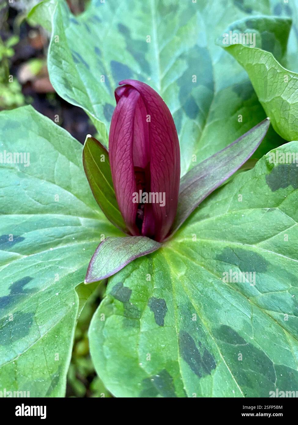 21 3 cm wide hi-res stock photography and images - Alamy