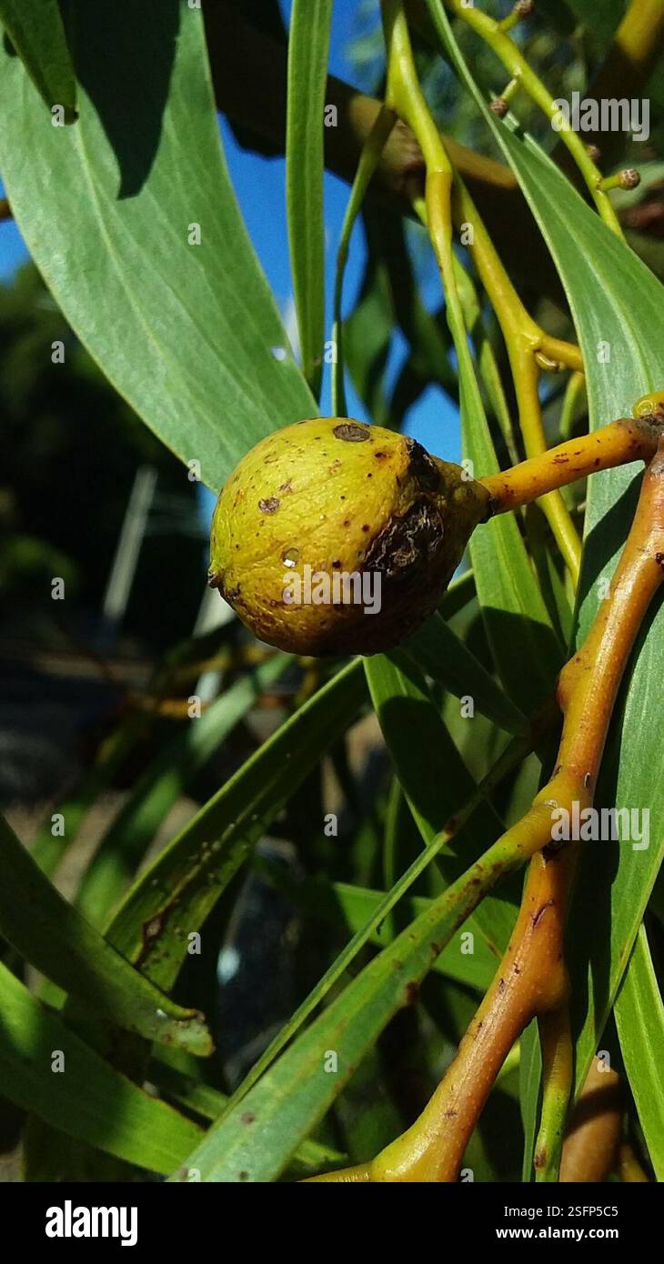 Golden Wattle Gall Wasp (Trichilogaster signiventris), Insecta, Stop 10 ...